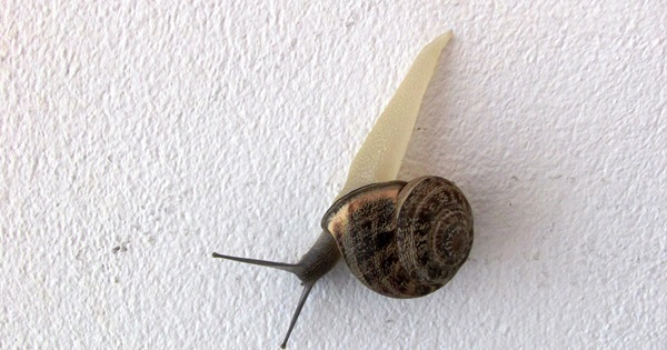 Law of Champerty (Collatory Case) | Bulletins